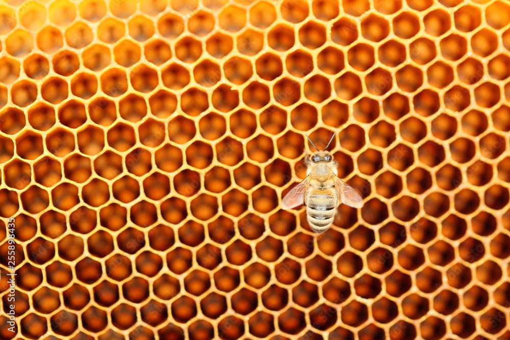 eine Biene auf der wabe Stock Photo | Adobe Stock