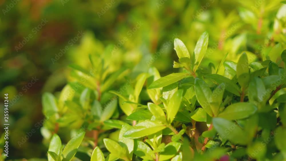 Cuphea hyssopifolia Kunth with sunlight. Flowers and young shoots used ...