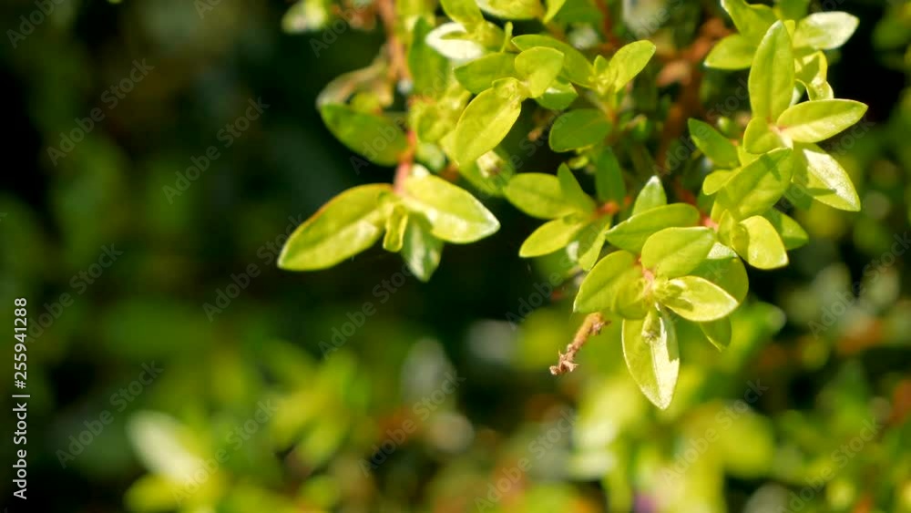 Cuphea hyssopifolia Kunth with sunlight. Flowers and young shoots used ...