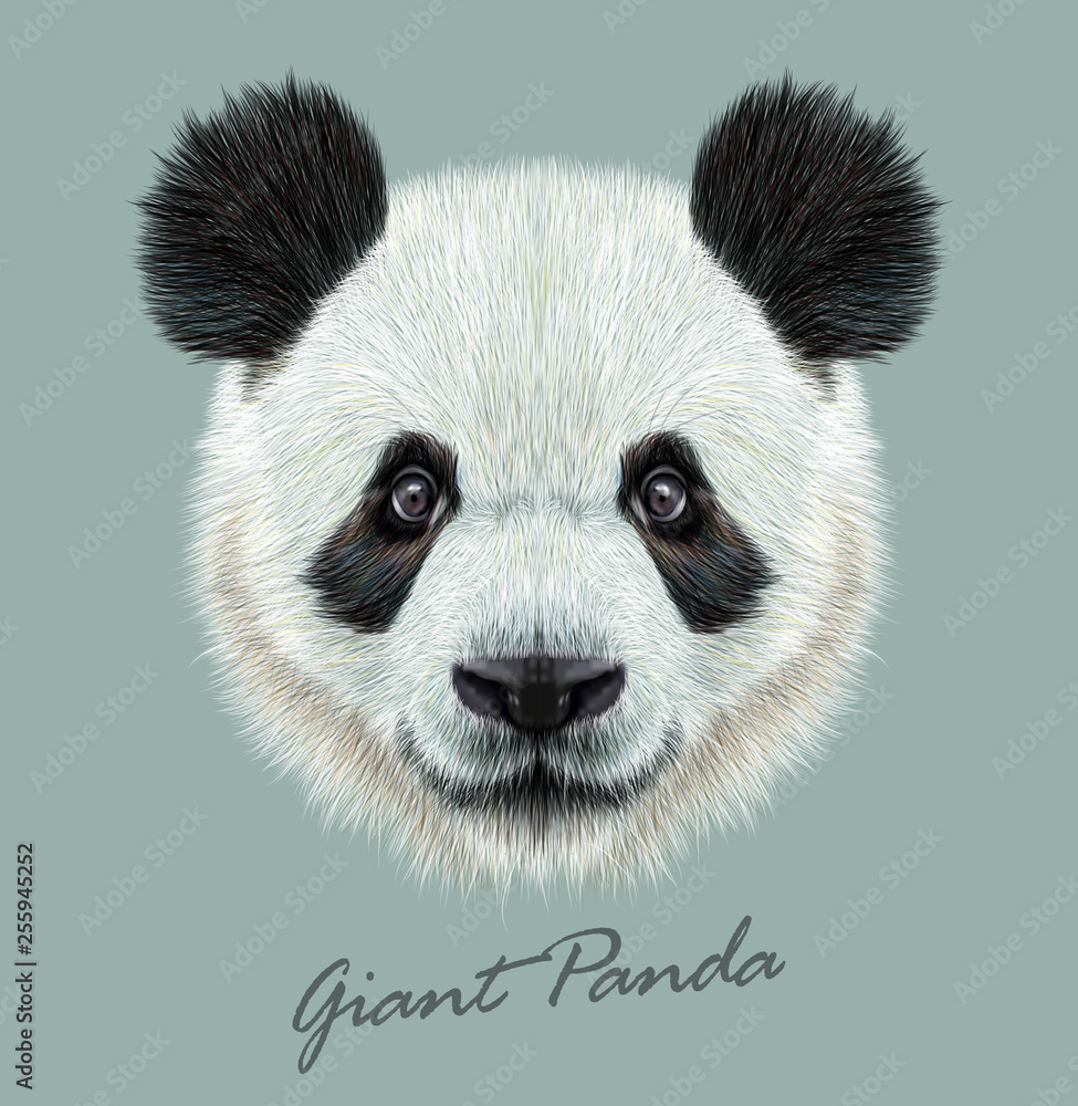 Panda animal cute face. Vector Asian bear head portrait. Realistic fur ...