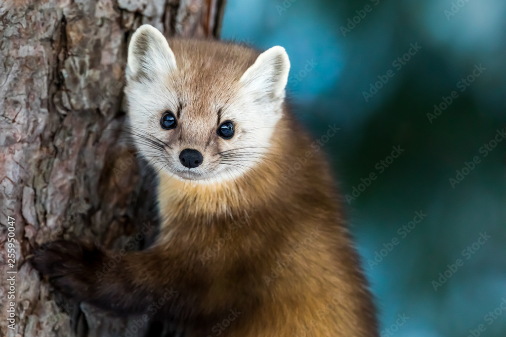 American Marten - Martes americana, climbing a pine tree trunk, making ...