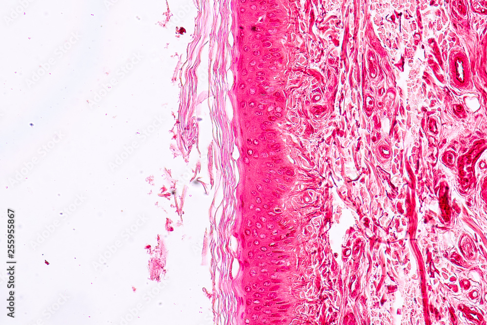 Education anatomy and Histological sample Elastic cartilage Tisue under ...