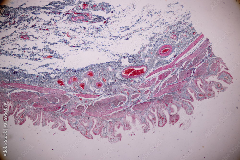 Education anatomy and Histological sample Simple columnar epithelium ...