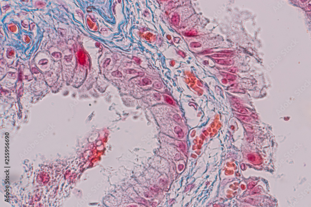 Education anatomy and Histological sample Simple columnar epithelium ...