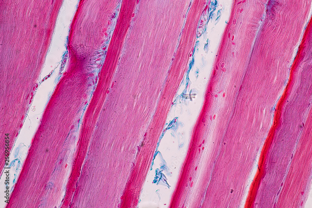 Education anatomy and Histological sample Striated (Skeletal) muscle of ...