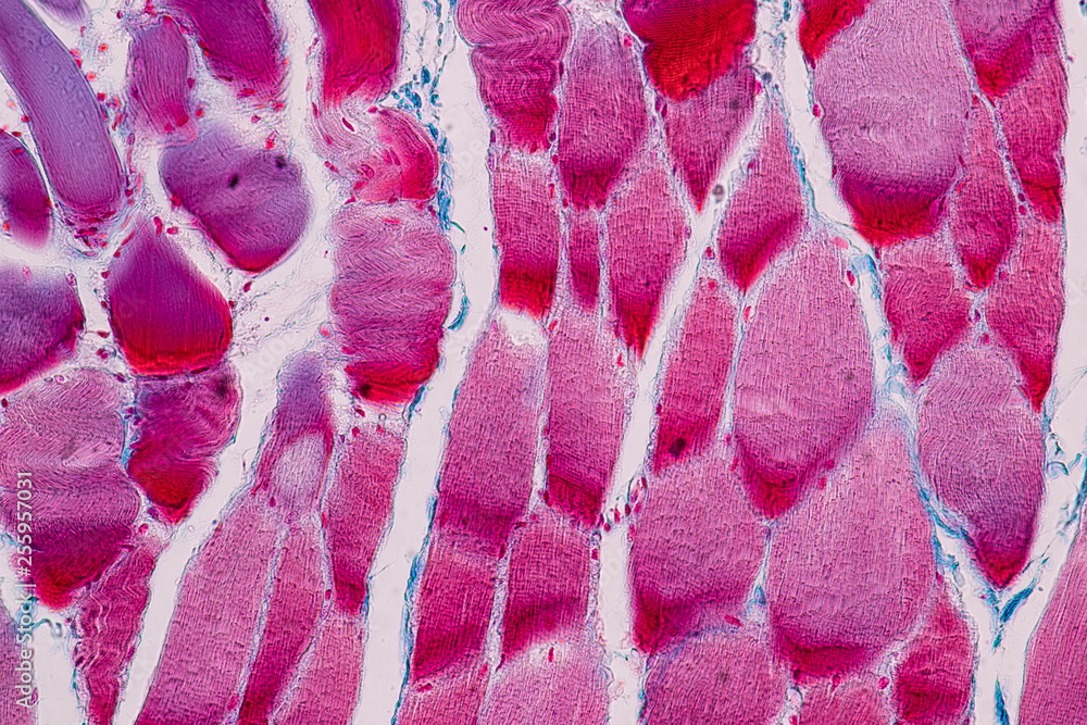 Education anatomy and Histological sample Striated (Skeletal) muscle of ...