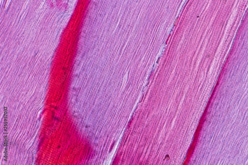 Education anatomy and Histological sample Striated (Skeletal) muscle of ...