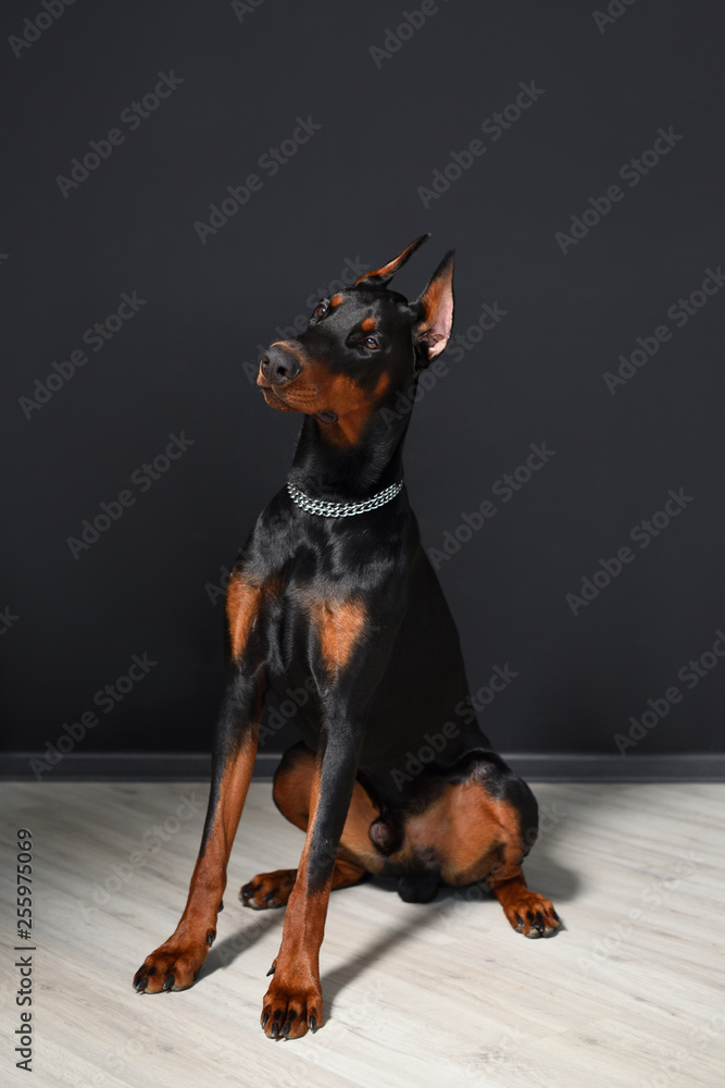 Beautiful young Doberman sits on a laminate floor against a black wall ...