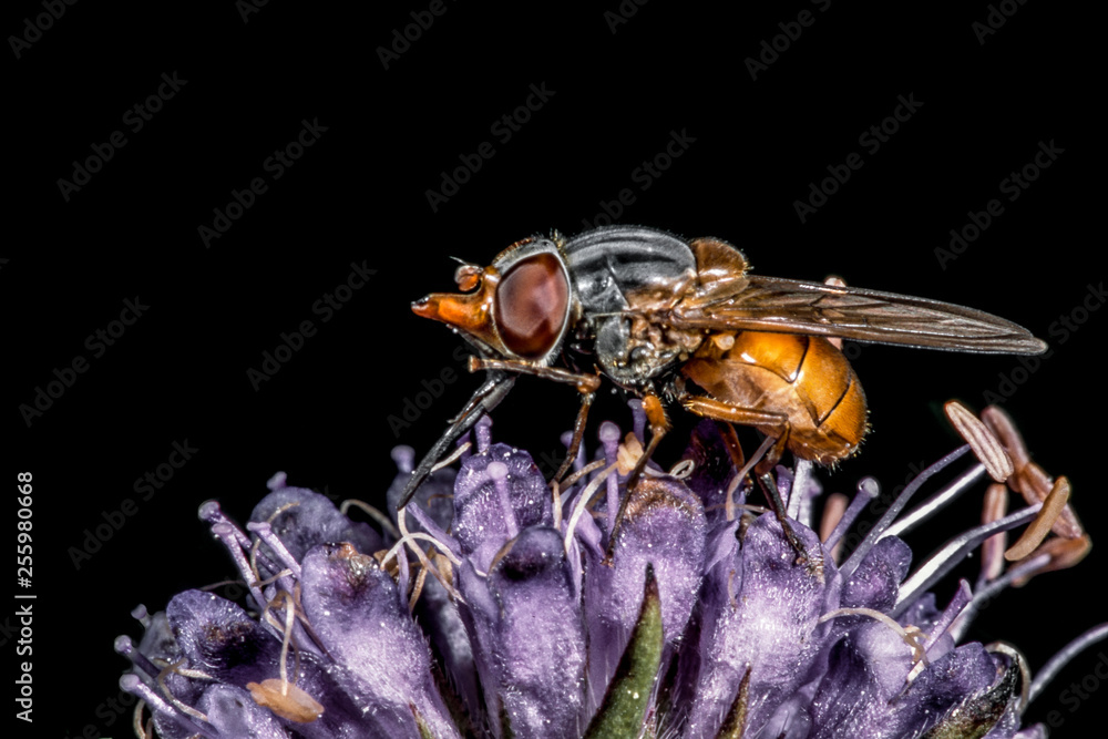 Rhingia campestris is a species of hover flies of the subfamily ...