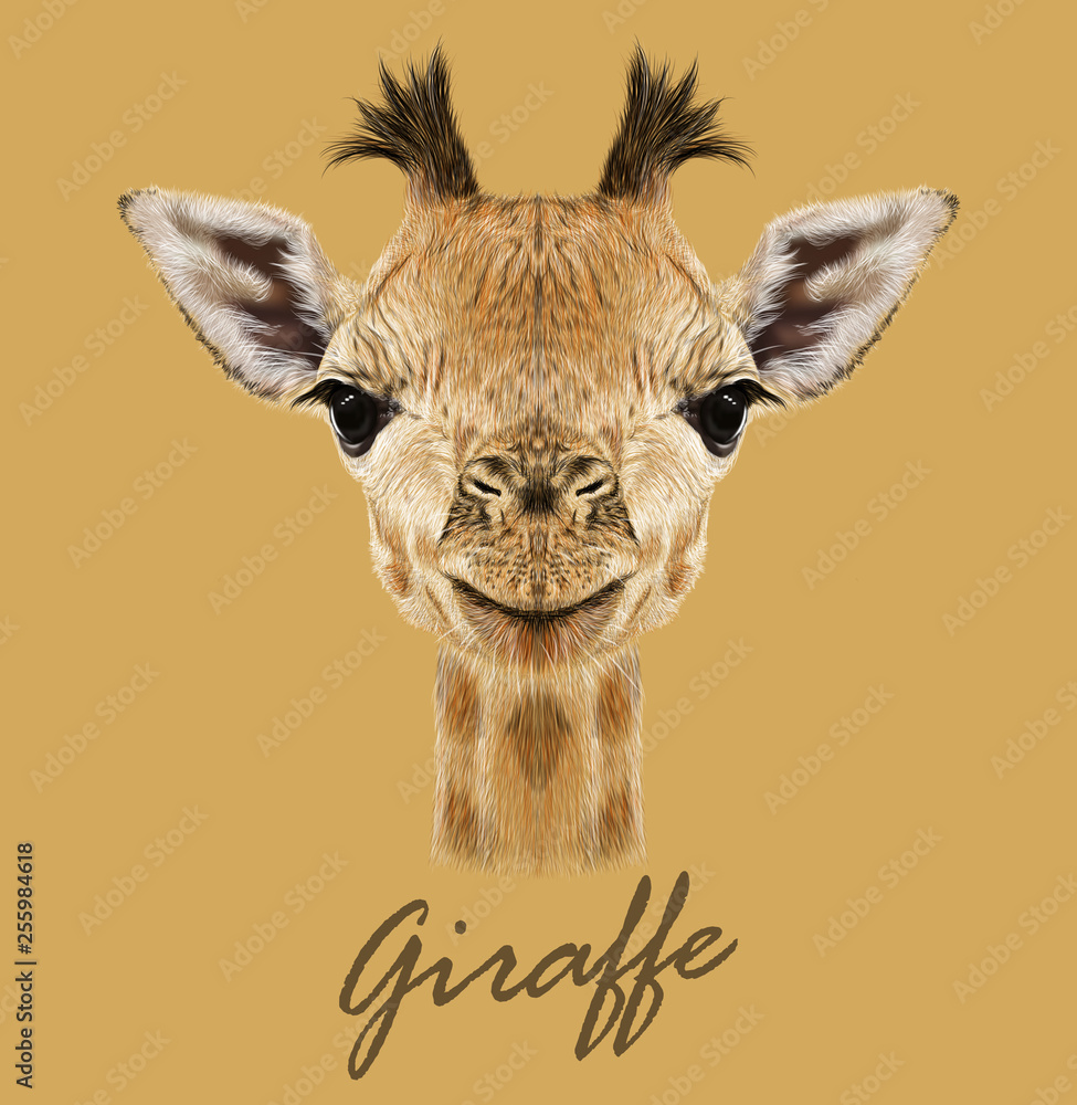 Giraffe animal face. Vector cute head of African giraffe. Realistic ...