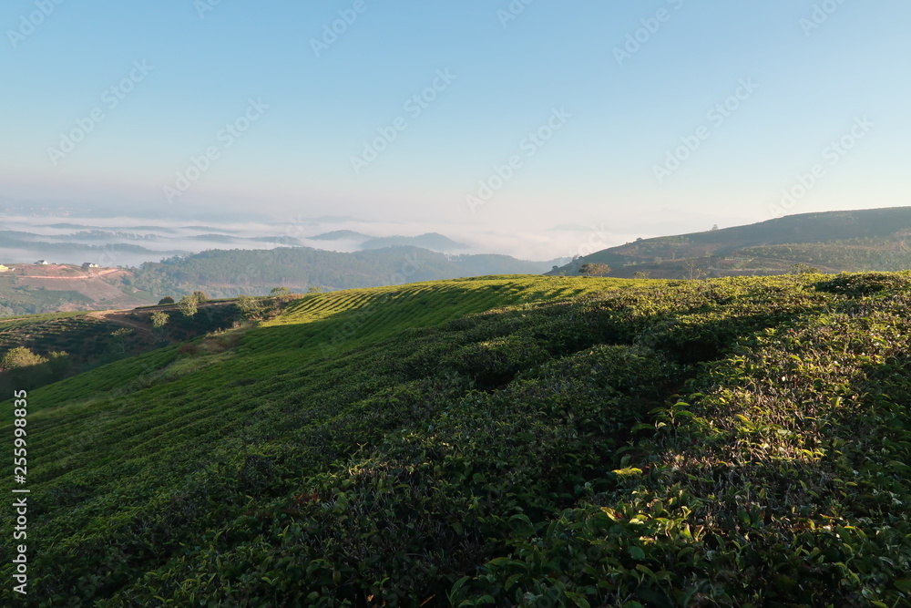 Unique background with fresh green tea leaves, tea hill, lonely tree ...