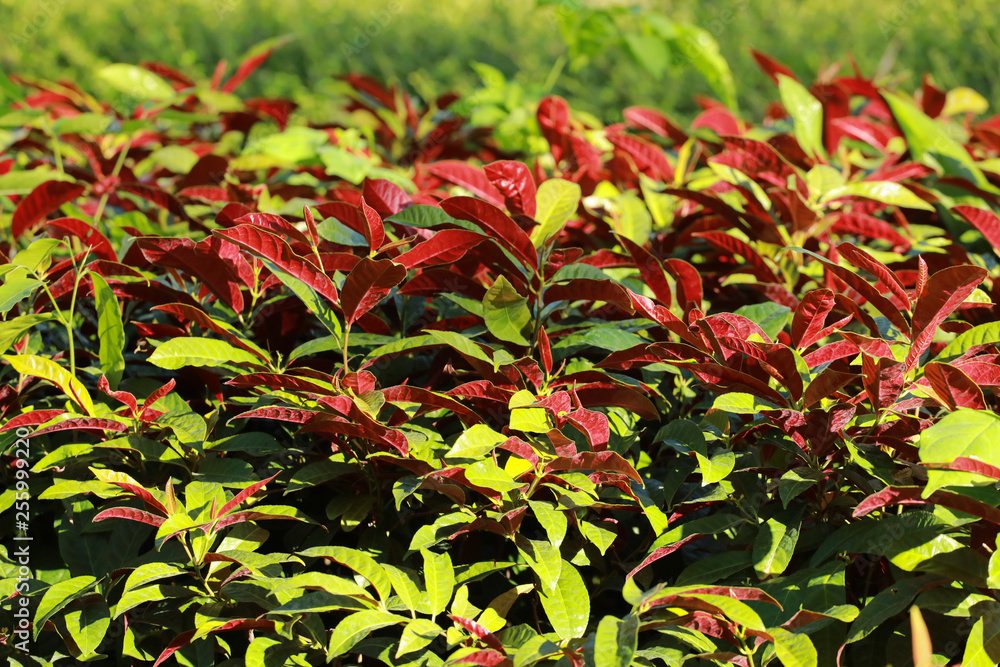 Picara or Excoecaria cochinchinensis Lour. var. cochinchinensis Stock ...