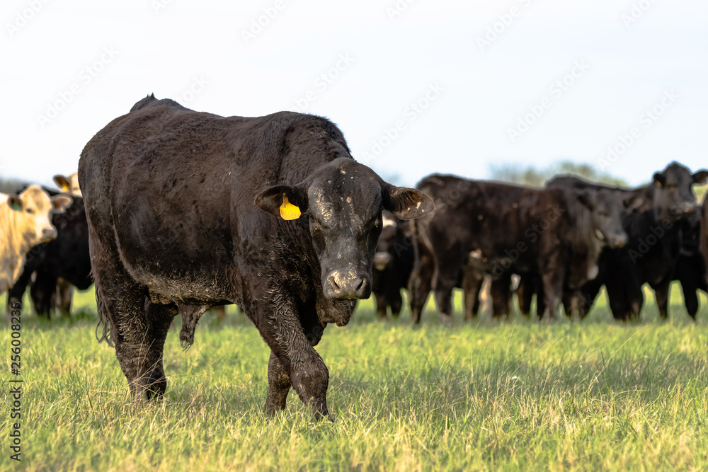 Angus bull with herd Stock Photo | Adobe Stock