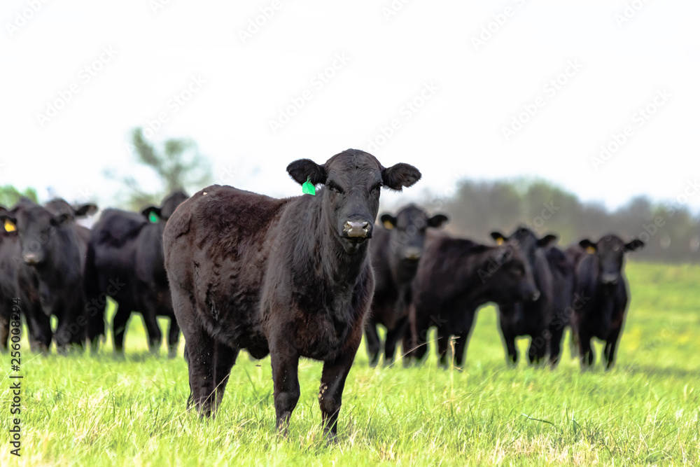 Black Angus herd with heifer in front in focus Stock Photo | Adobe Stock