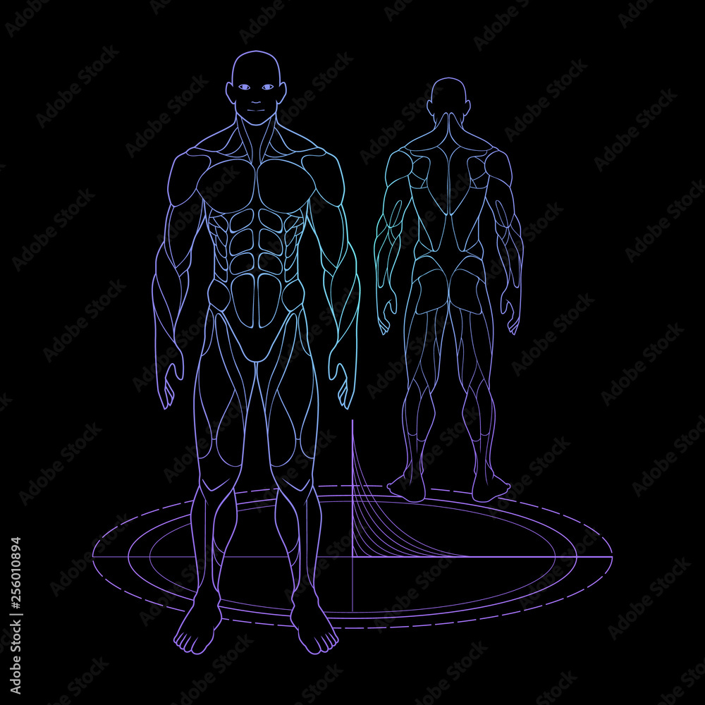 contour shape human body anatomy neon hologram projected at black ...