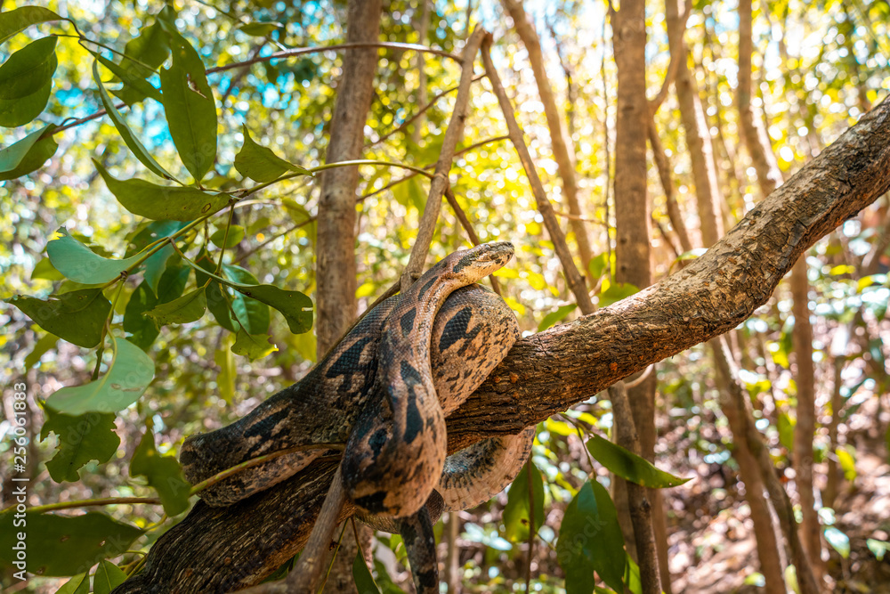 boa on a tree branch. wild madagascar ground boa resting on a tree in ...