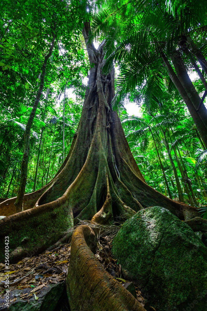 Beautiful big fig tree with huge root system in rainforest Stock Photo ...
