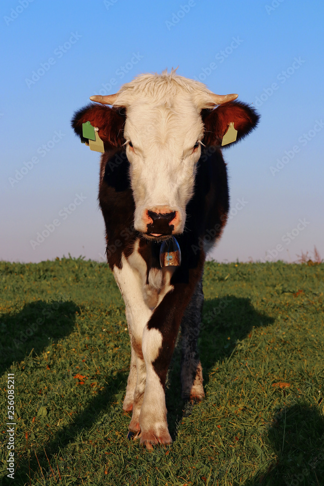 Ein hübsches Fleckvieh mit Hörnern auf einer Wiese in Bayern. Schwarz ...