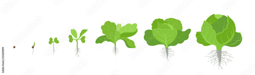 Crop stages of headed cabbage. Growing cabbage plants. Organic life ...