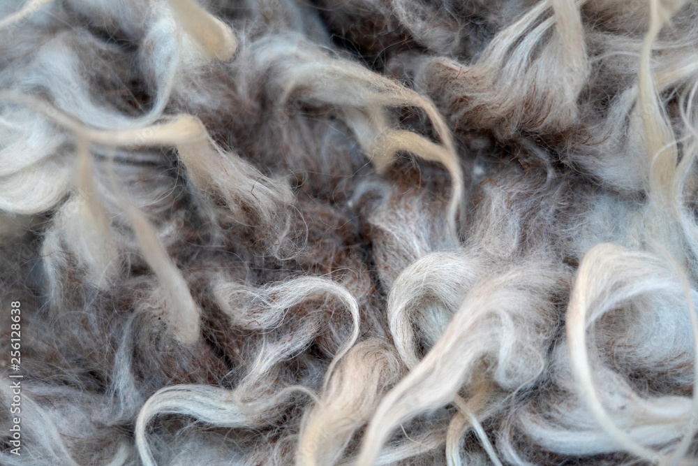 wool piled not combed, real of sheep wool texture background. the wool ...