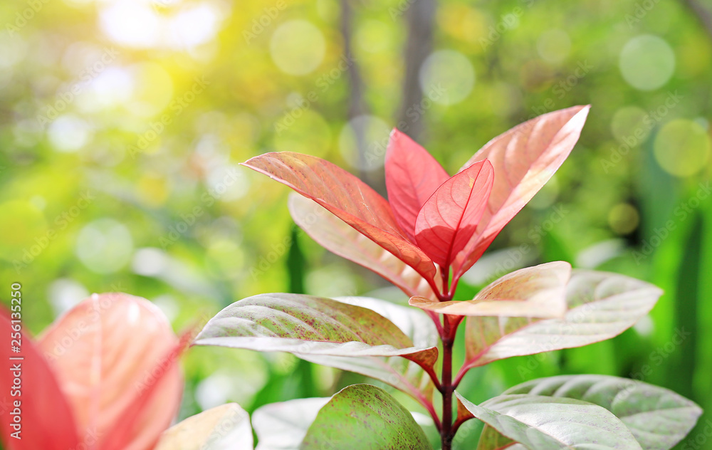 Blindness tree's leaf(Excoecaria cochinchinensis) on blurred with bokeh ...