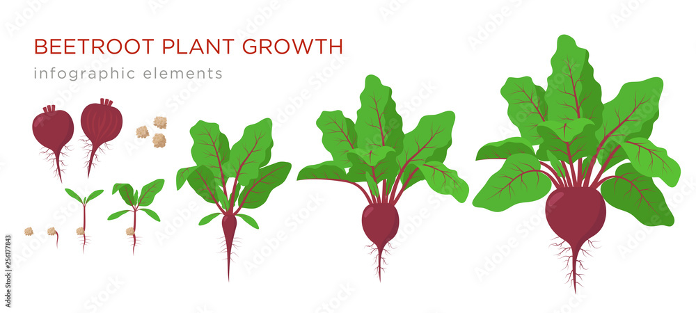 Beetroot plant growth stages infographic elements. Growing process of ...