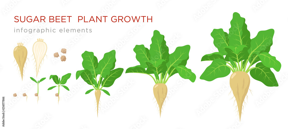 Sugar beet plant growth stages infographic elements. Growing process of ...