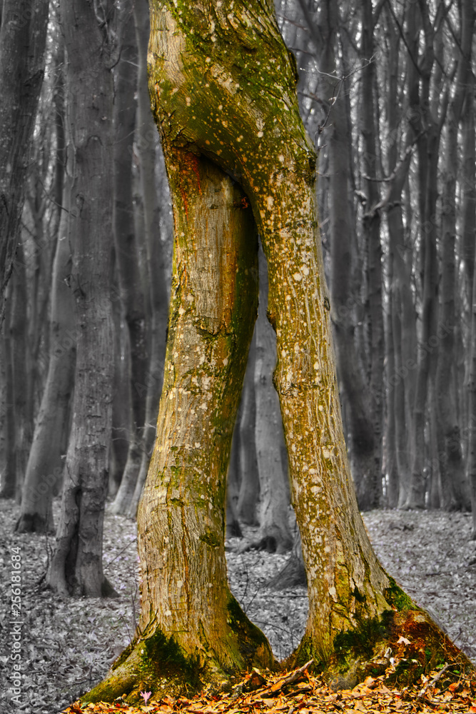 tree trunk as human legs , magic tree , tree which has legs , gulliver ...