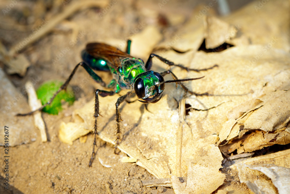Emerald Jewel Wasp
