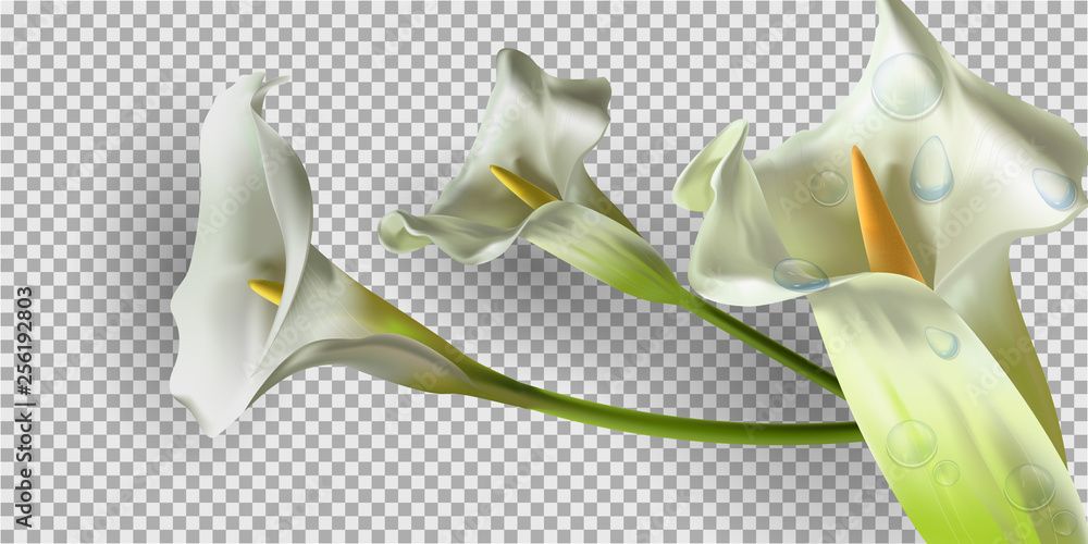 realistic Kala flower. for design of leaflets, banners. Colorful ...