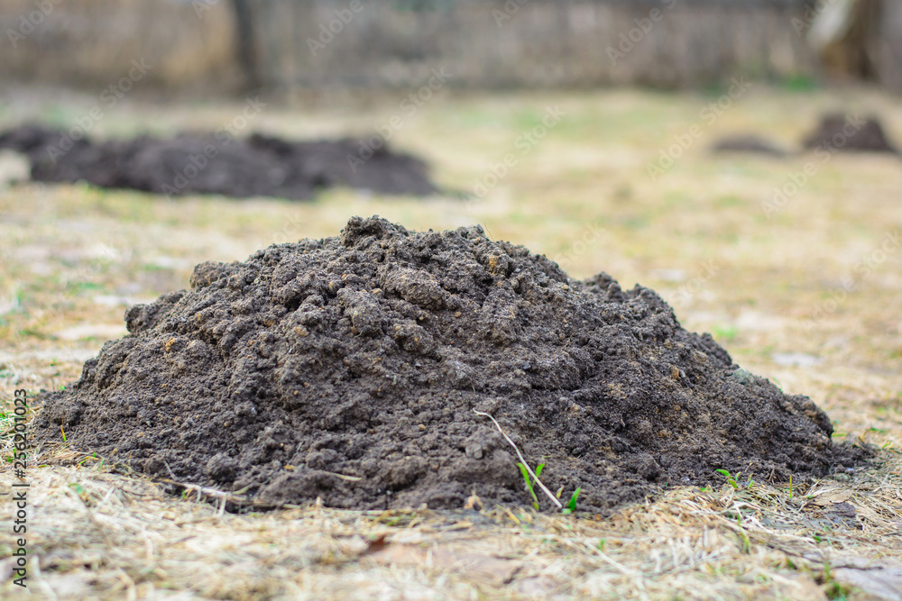 Earth mound of a mole on the garden, mound of a mole on the meadow ...