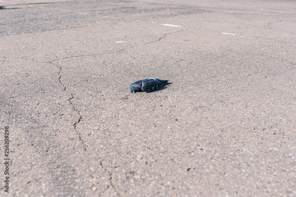 Dead dove lying on the pavement. Poisoned bird in the city. People ...