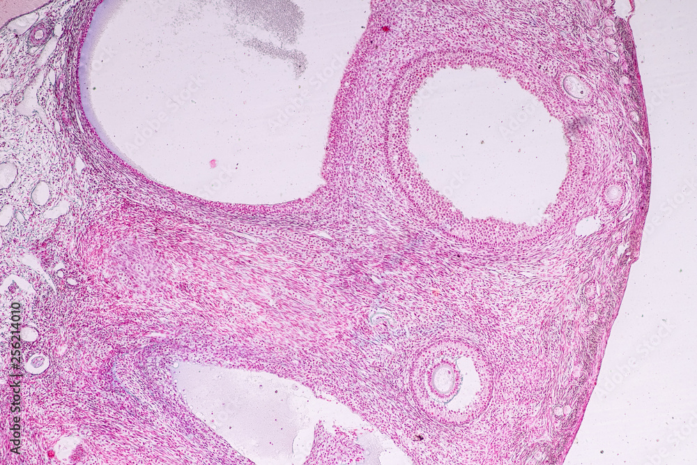 Education anatomy and Histological sample Ovary of rabbit Tissue under ...
