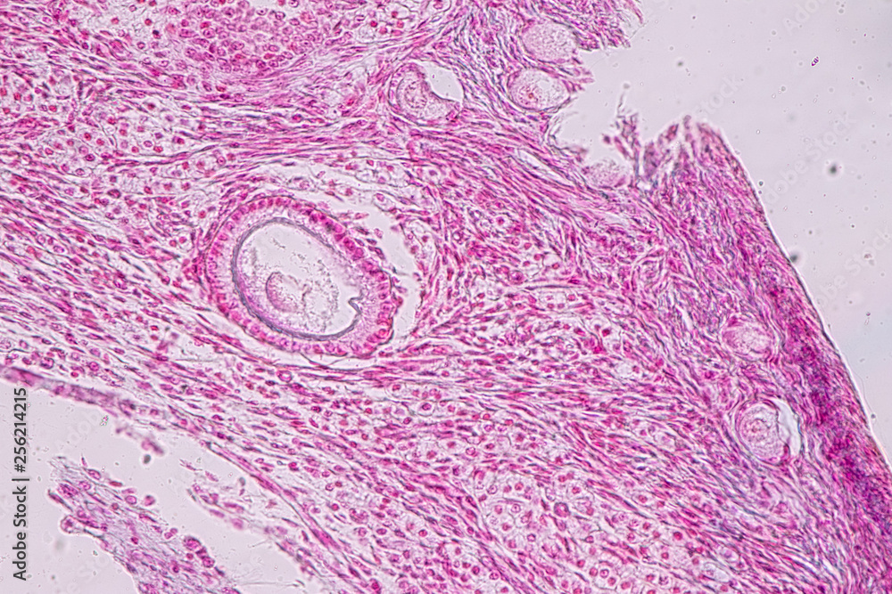 Education anatomy and Histological sample Ovary of rabbit Tissue under ...