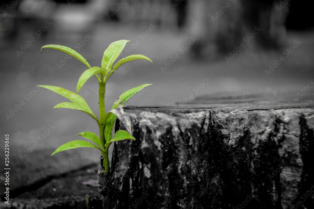 New growth from old concept. Recycled tree stump growing a new sprout ...
