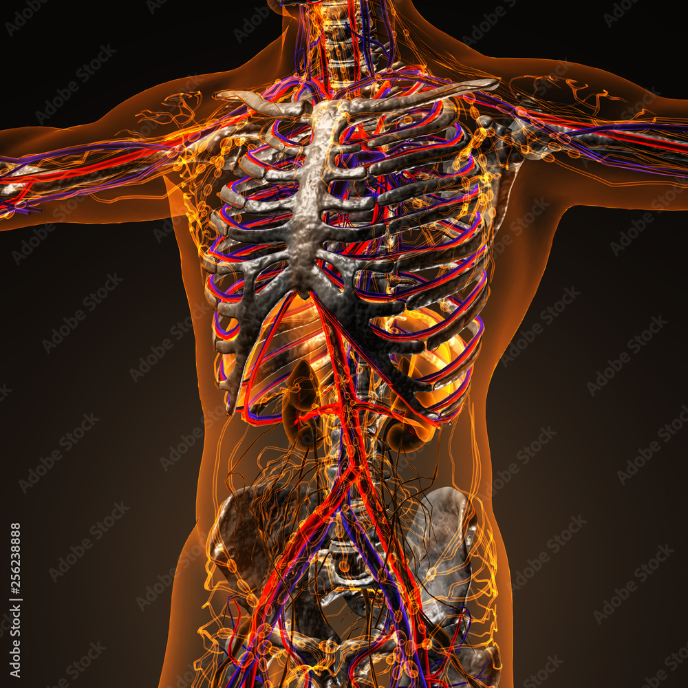 Human circulation cardiovascular system with bones in transparent body ...