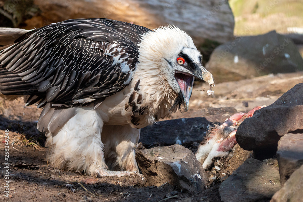 Big bird of prey bearded vulture with open beak. Lammergeier or ...