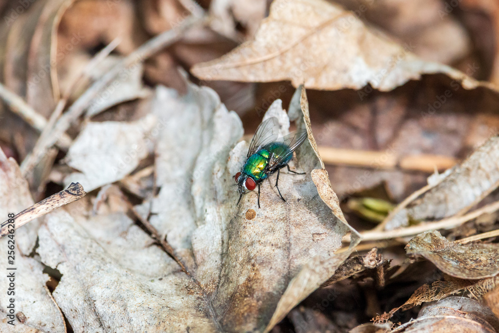 Green blow fly with red eyes on dry leaf close-up. Saturated shiny ...