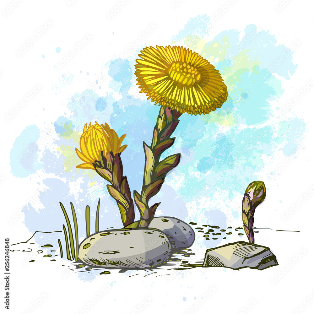 Hand-drawn yellow spring wildflowers. Color drawing mother and ...