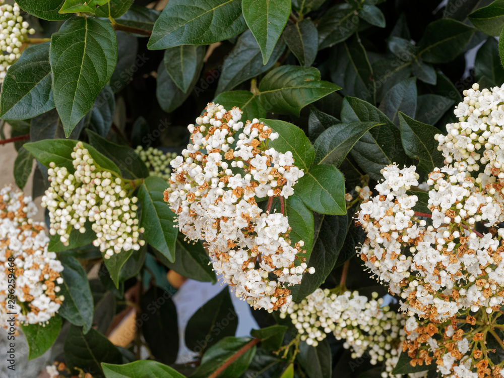 Viburnum tinus - Cyme de fleur rosées et blanches du laurier-tin au ...