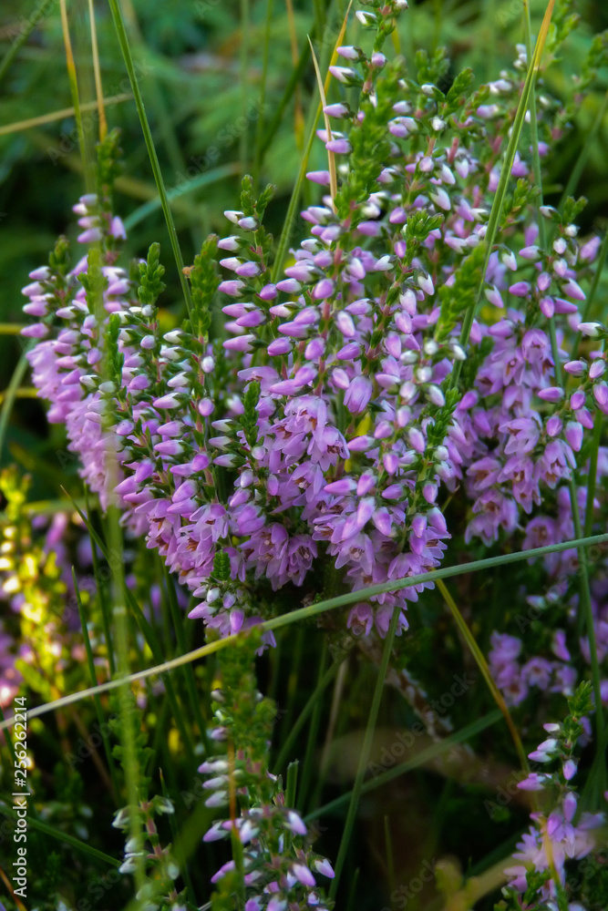 pianta di brugo (Calluna vulgaris) in fioritura,primo piano Stock Photo ...
