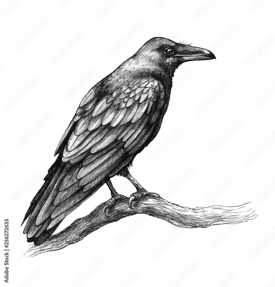 Raven Side View Pencil Drawing Stock Illustration | Adobe Stock