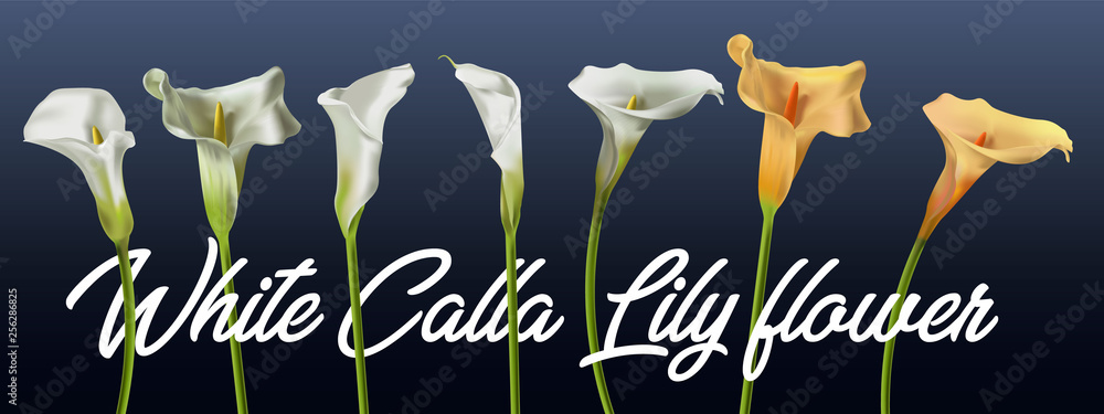 realistic Kala flower. for design of leaflets, banners. Colorful ...
