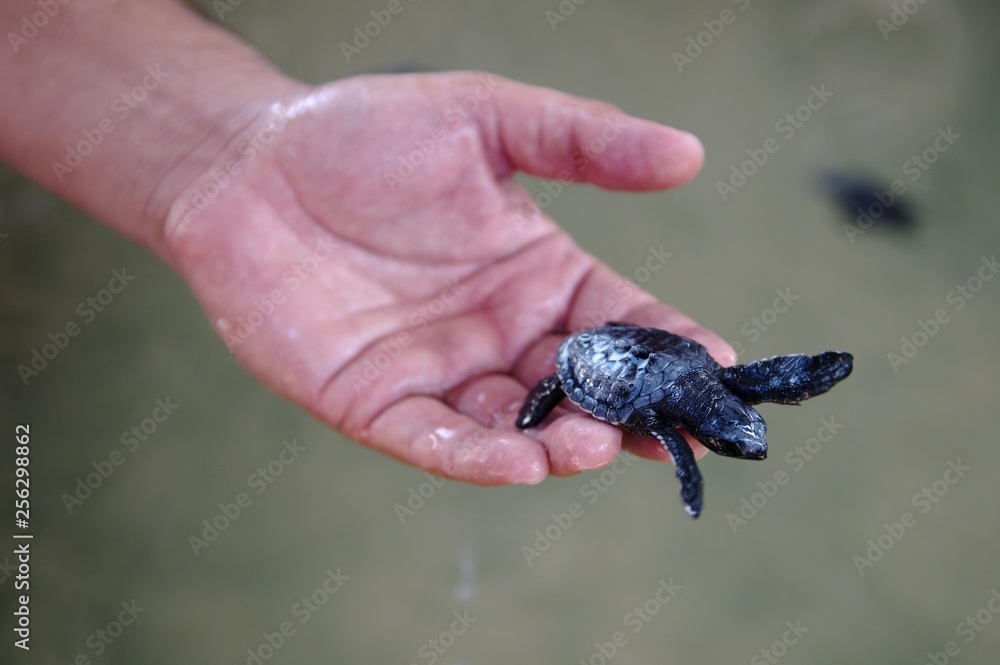 Baby turtle in a hand, Pacific ridley sea turtle, Olive ridley sea ...