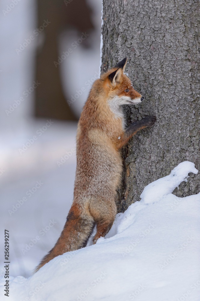 Red fox (Vulpes vulpes) in the snow, leaning against a tree trunk ...