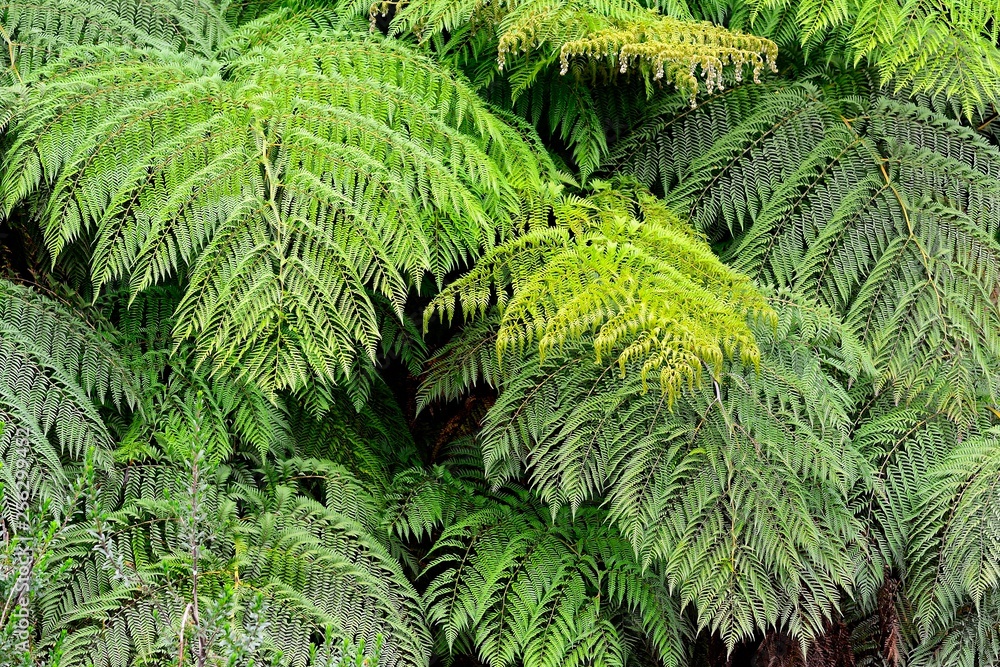 Feathered leaves a fern (Tracheophyta), temperate rainforest, Parque Pumalin, province of Palena ...