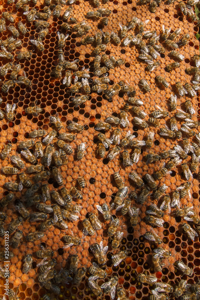 Frame with sealed bee brood. Frame with bees set. Honeybee family with ...