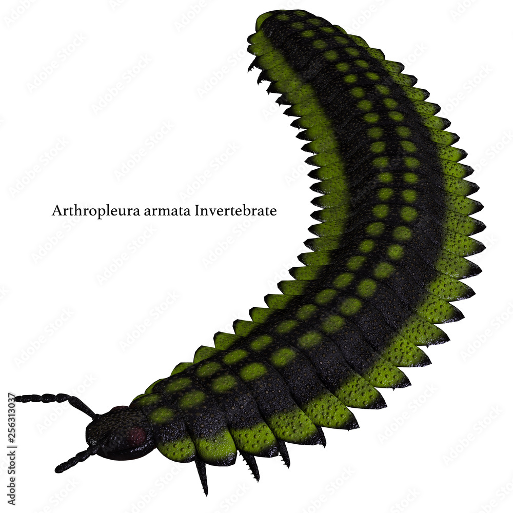 Arthropleura Invertebrate Head with Font - Arthropleura was a ...