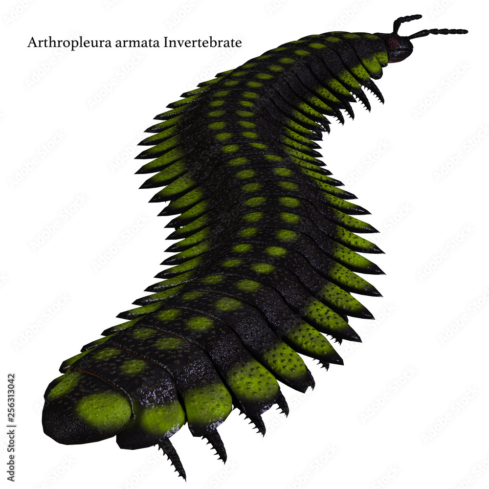 Arthropleura Invertebrate Tail with Font - Arthropleura was a ...