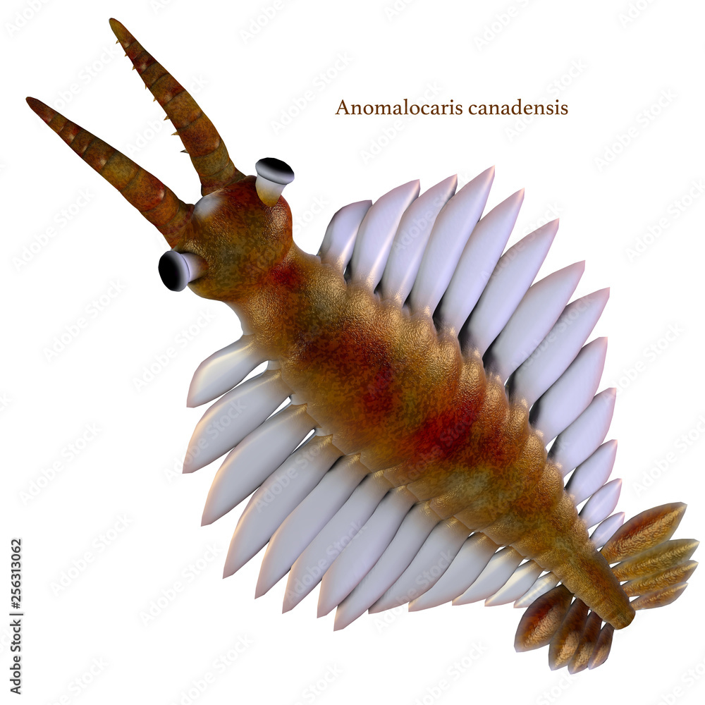 Cambrian Anomalocaris Head with Font - Anomalocaris was a marine ...
